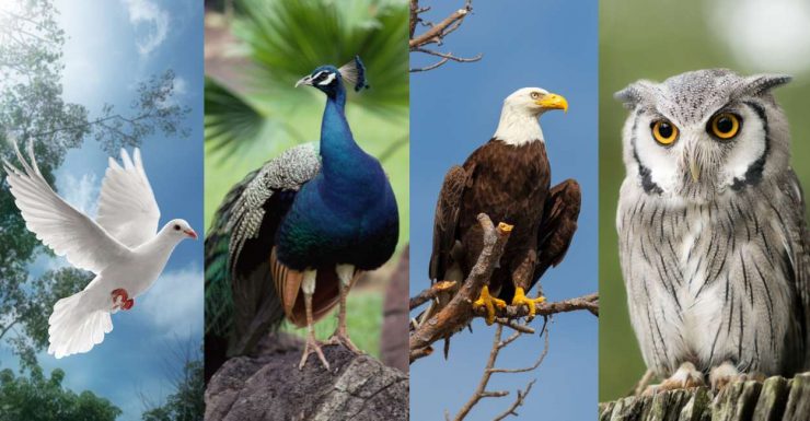 Bird Personality Test : All You Need To Know