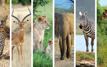 Type H Personality - Traits, Strengths, Weaknesses, and More