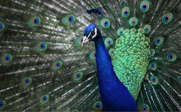 Owl Bird Personality – Focus on Vision and Intelligence to Experience ...