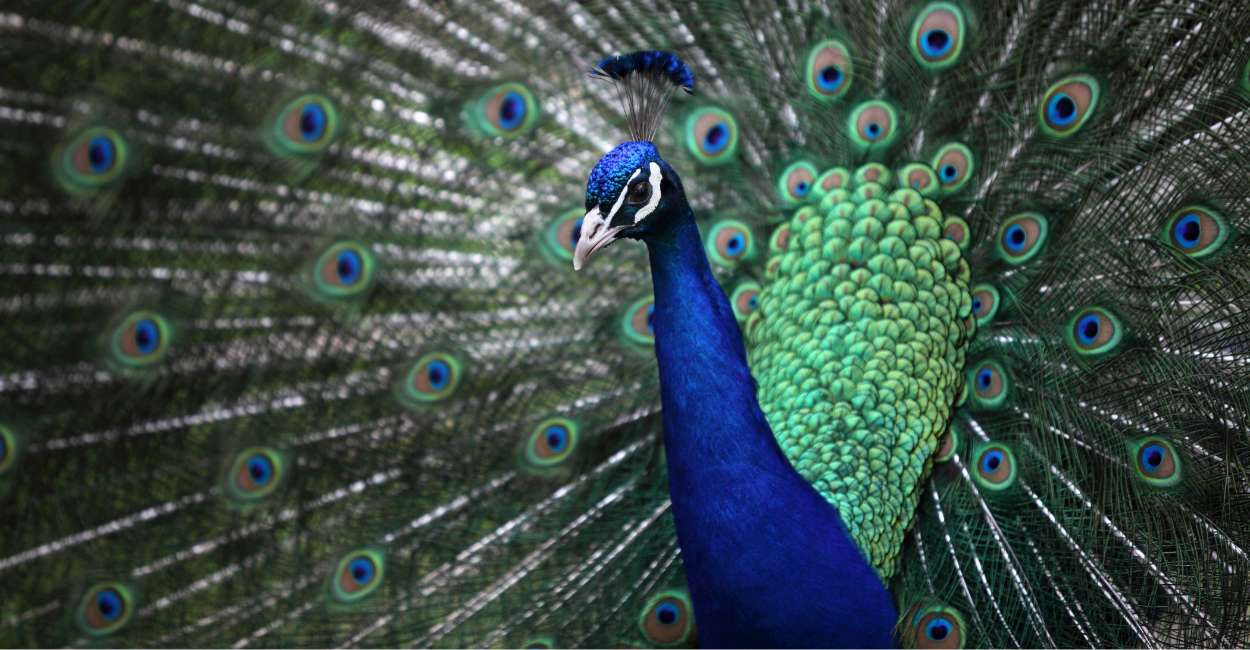 Bird Personality Traits – Characteristics That Help Govern Lives