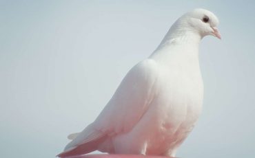 Owl Bird Personality – Focus on Vision and Intelligence to Experience ...