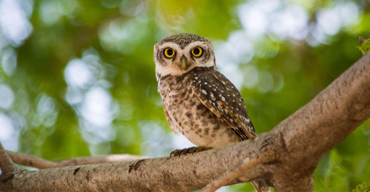 Owl Bird Personality – Focus on Vision and Intelligence to Experience ...