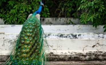 Know What You Can Expect from ESTJ Personality Type – The Organized Manager